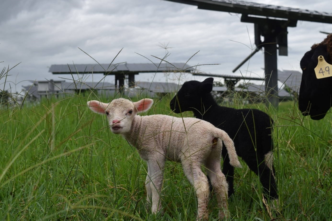 Solar farms - NSW Soil Knowledge Network