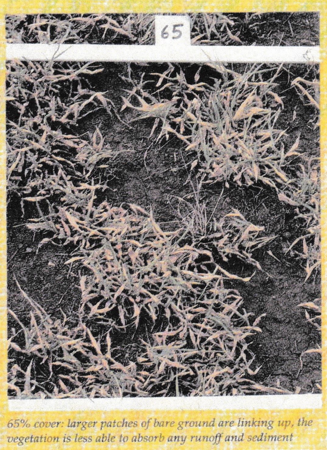 Groundcover - NSW Soil Knowledge Network